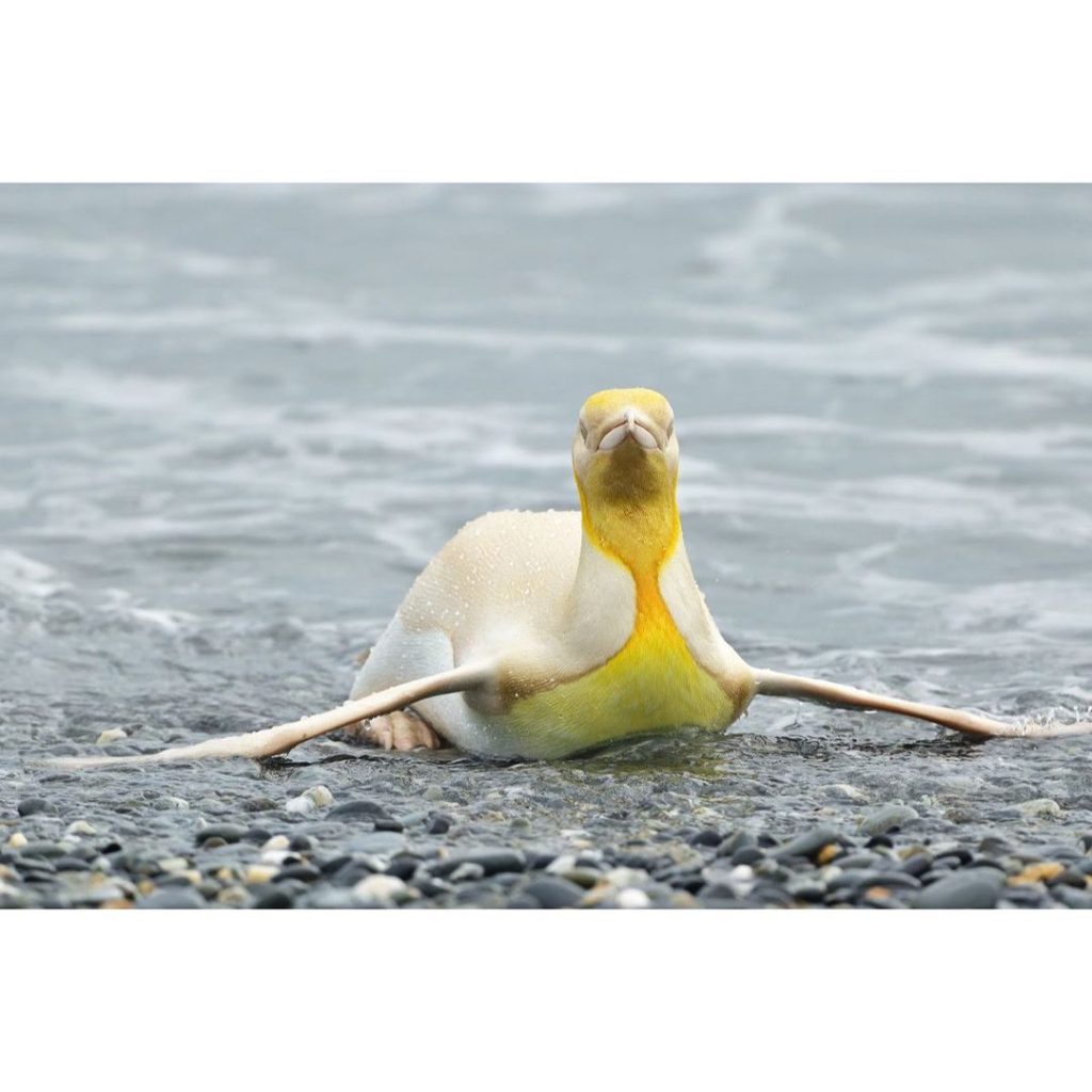 Le manchot doré jaune : La découverte éblouissante d’un photographe en ...