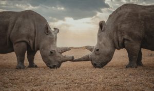 Le dernier rhinocéros blanc du nord : L’extinction à portée de main - Lanature