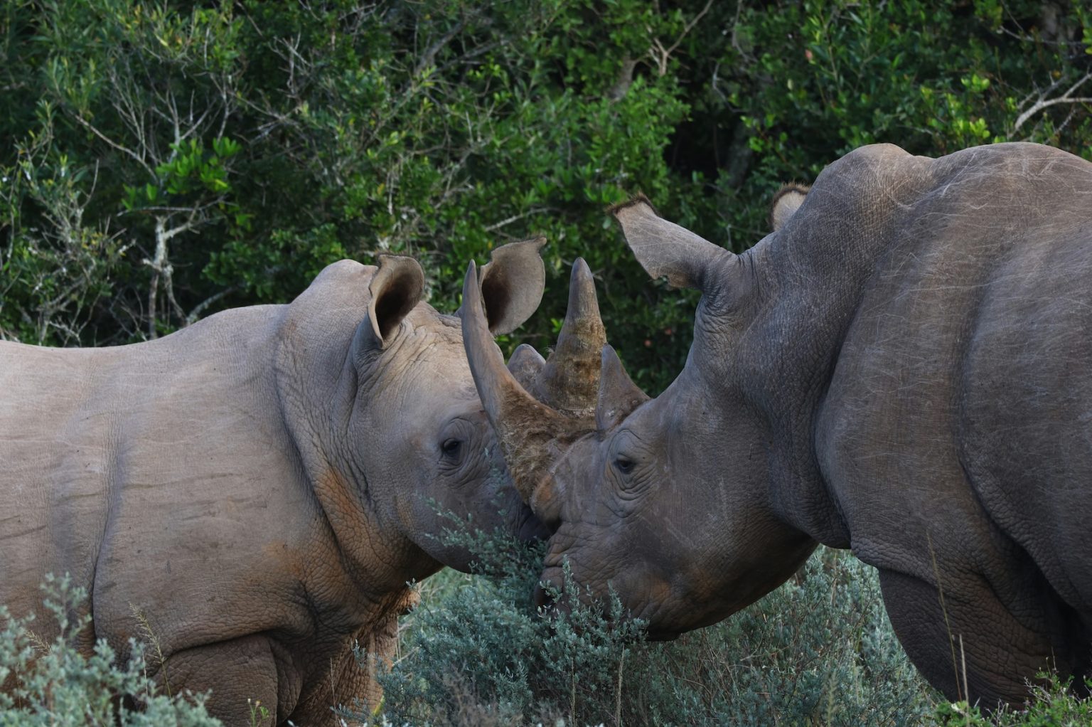 Le dernier rhinocéros blanc du nord : L’extinction à portée de main - Lanature