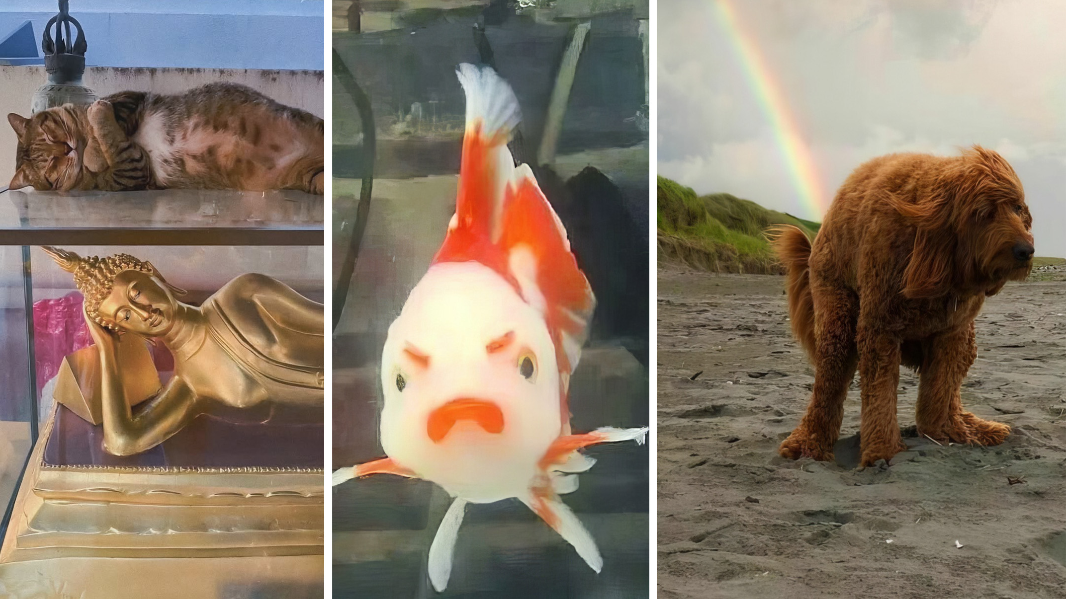 50 images d’animaux les plus drôles qui racontent leur vie secrète ...