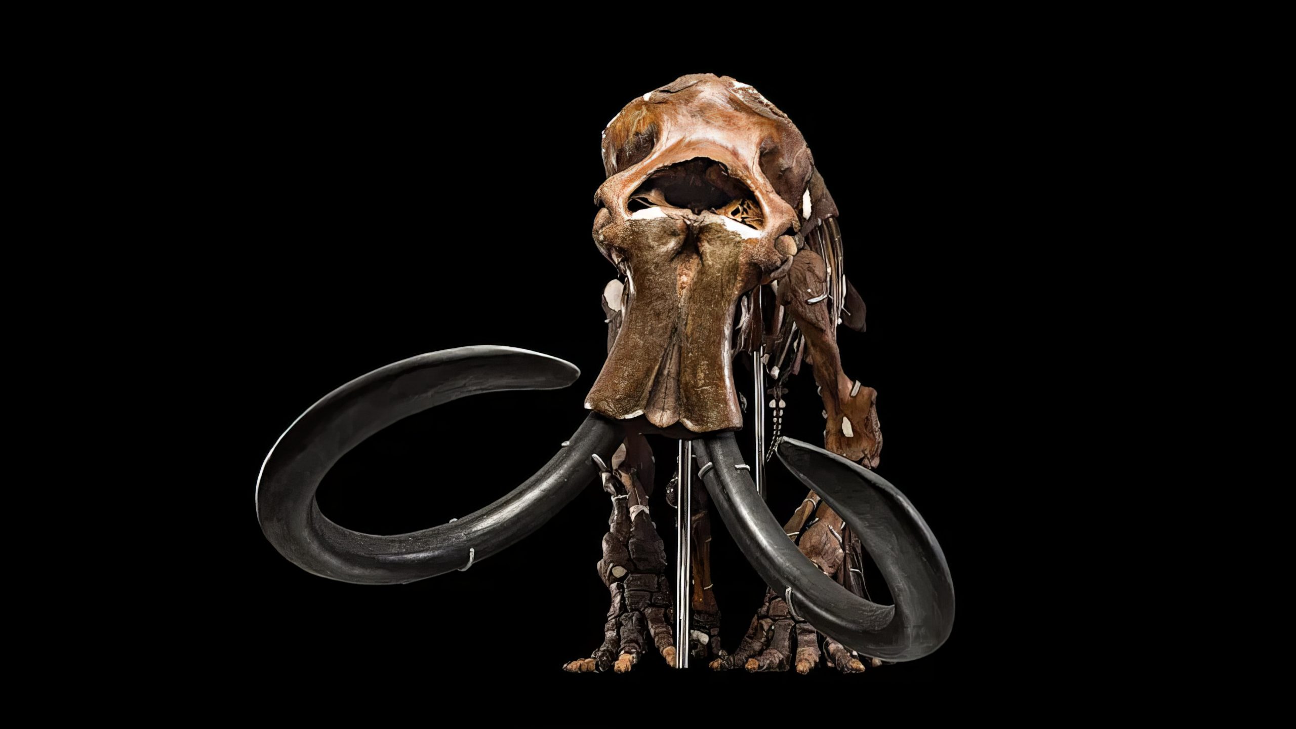 Pourquoi les coqs chantent-ils à l’aube ? - Lanature