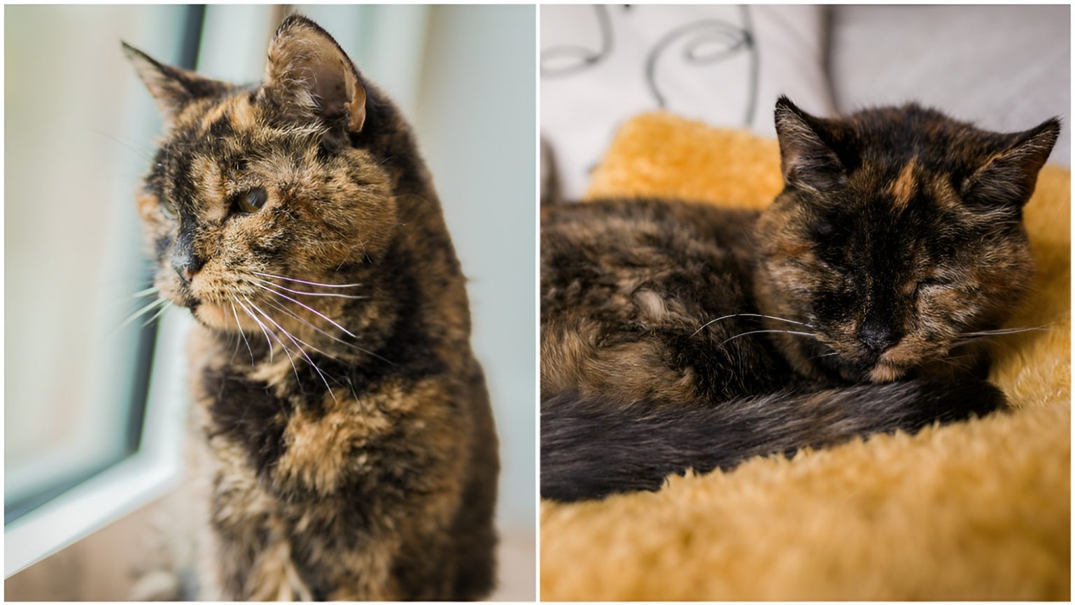 Joyeux anniversaire, Flossie ! Le chat vivant le plus âgé du monde ...