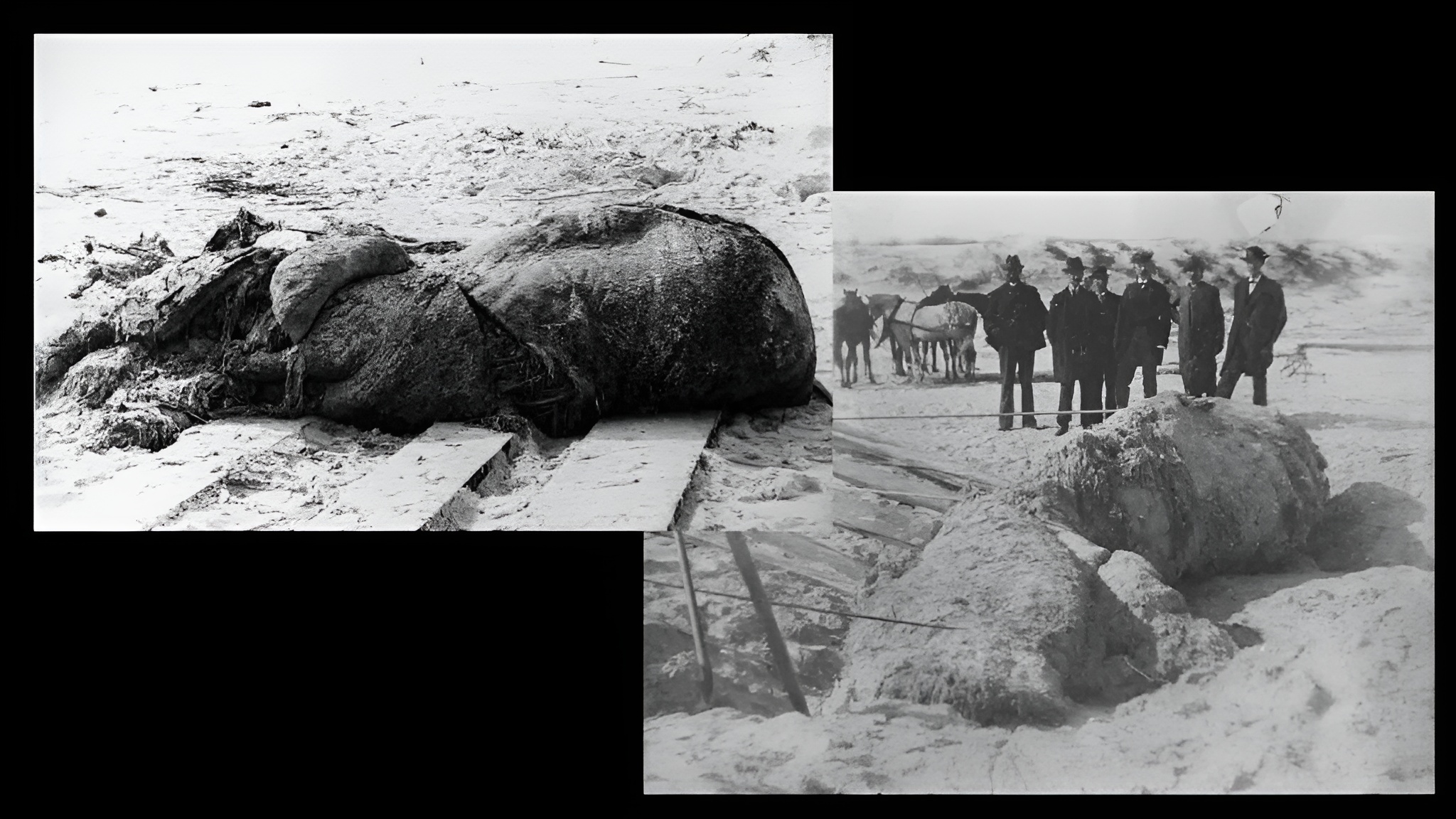 Les « Globsters » comme le monstre de St Augustine s'échouent depuis ...